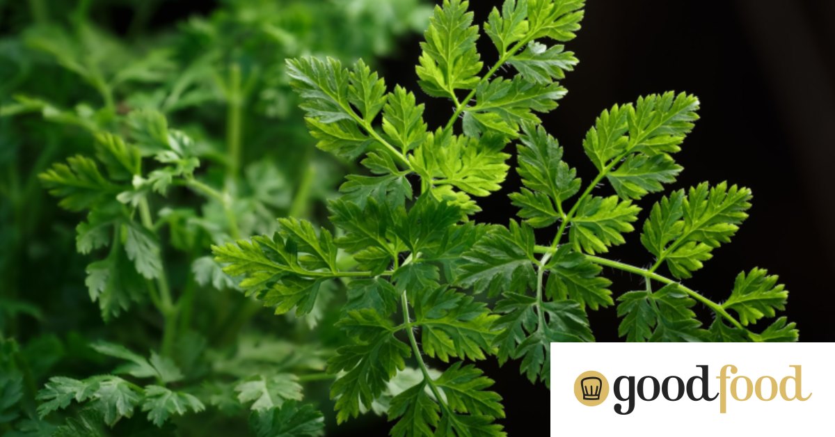 What is chervil and how do you use it?