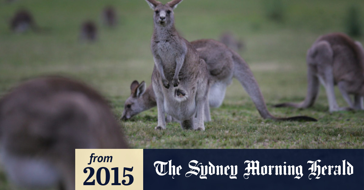 Kangaroo farts experiment has serious side