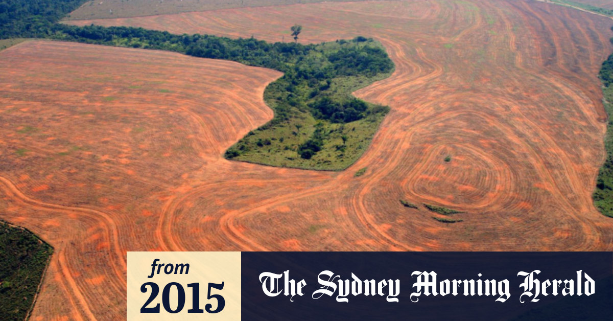 Deforestation of Amazon threatens acai, cacau and thousands of other ...