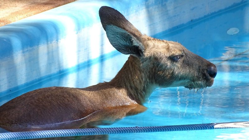 Kangaroo enjoys nice dip in South Hedland backyard pool