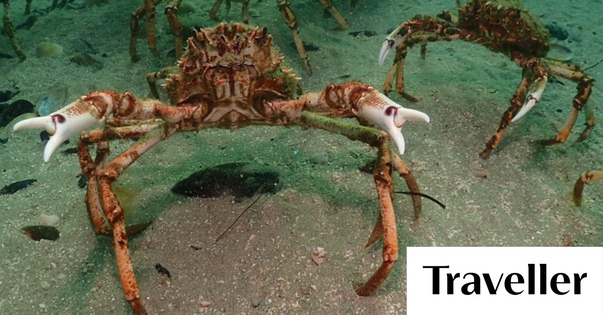 Spider crabs in Port Phillip Bay: Crab army invades Melbourne as annual ...