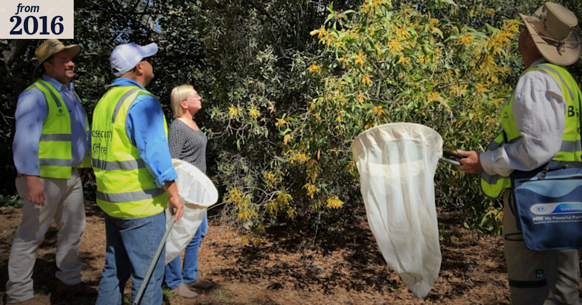 The frontline soldiers carrying butterfly nets to protect Australia