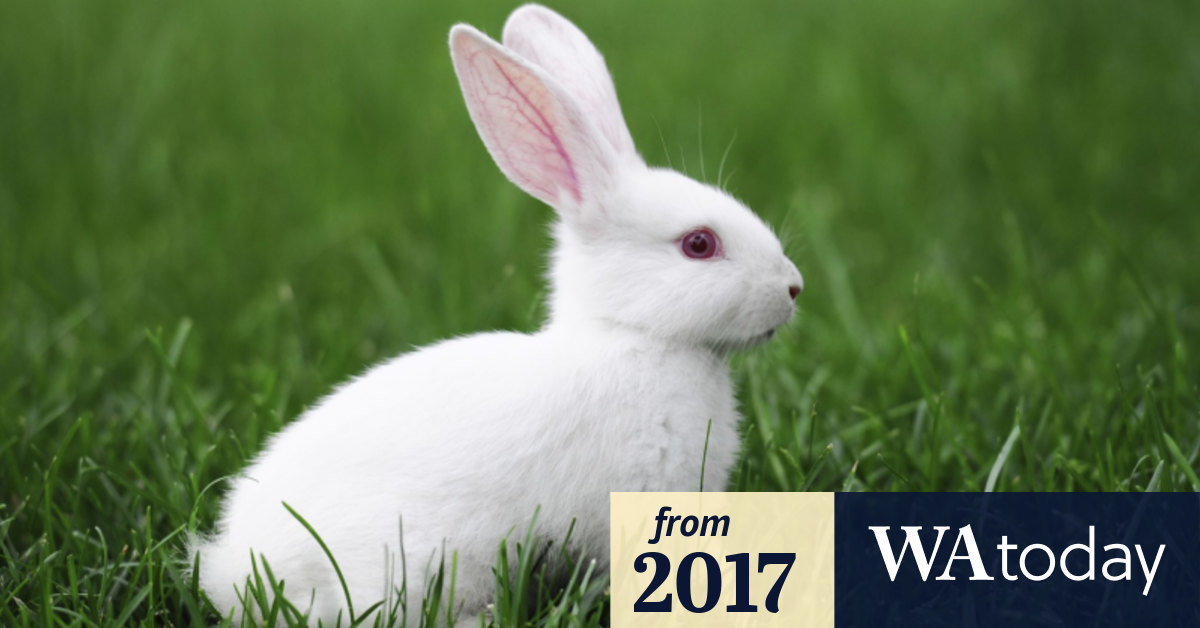 Ker-fluffle: RSPCA rescues 37 rabbits from single 'filthy' Perth property