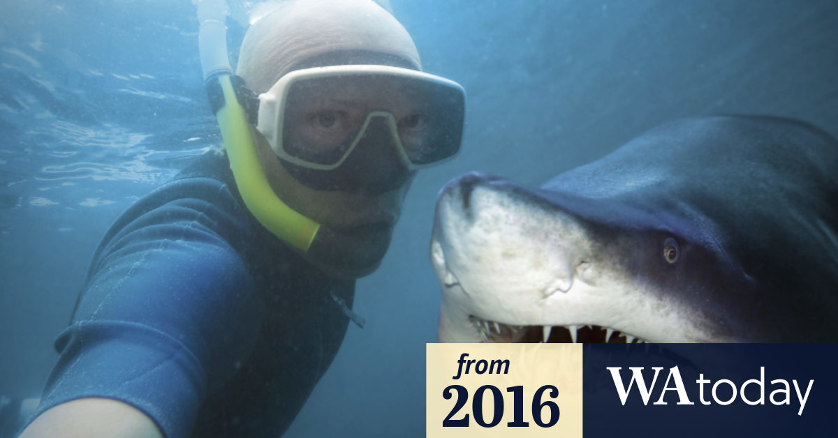 Surfers, divers rejoice after UWA gives Shark Shield seal of approval