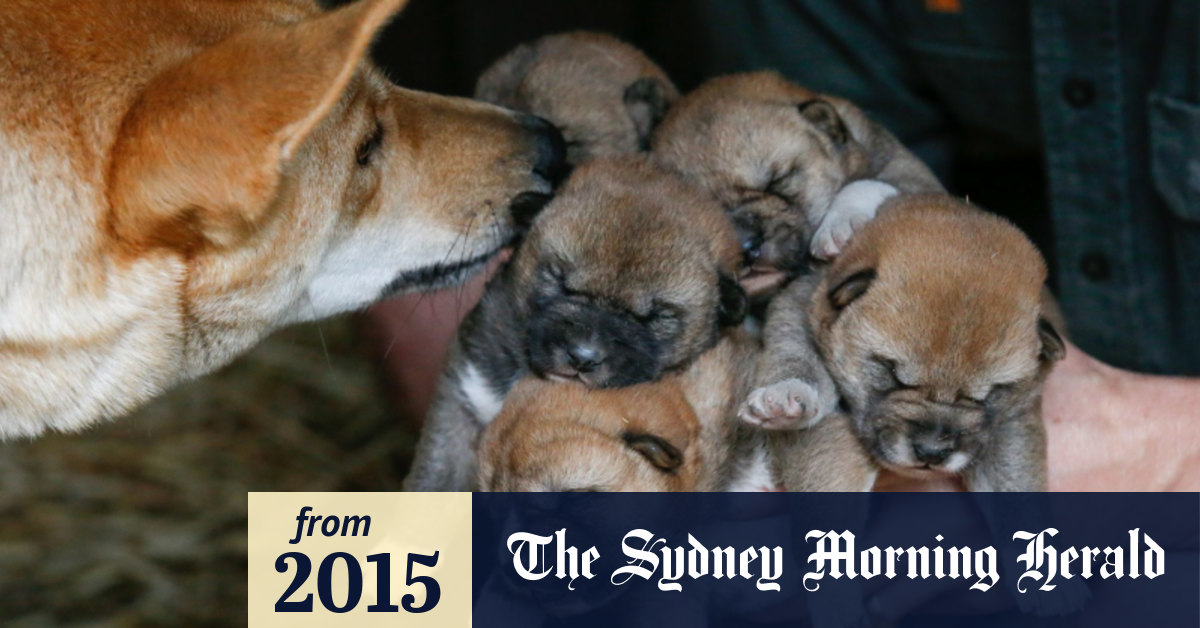 Five dingo pups born at Australian Reptile Park just in time for school ...