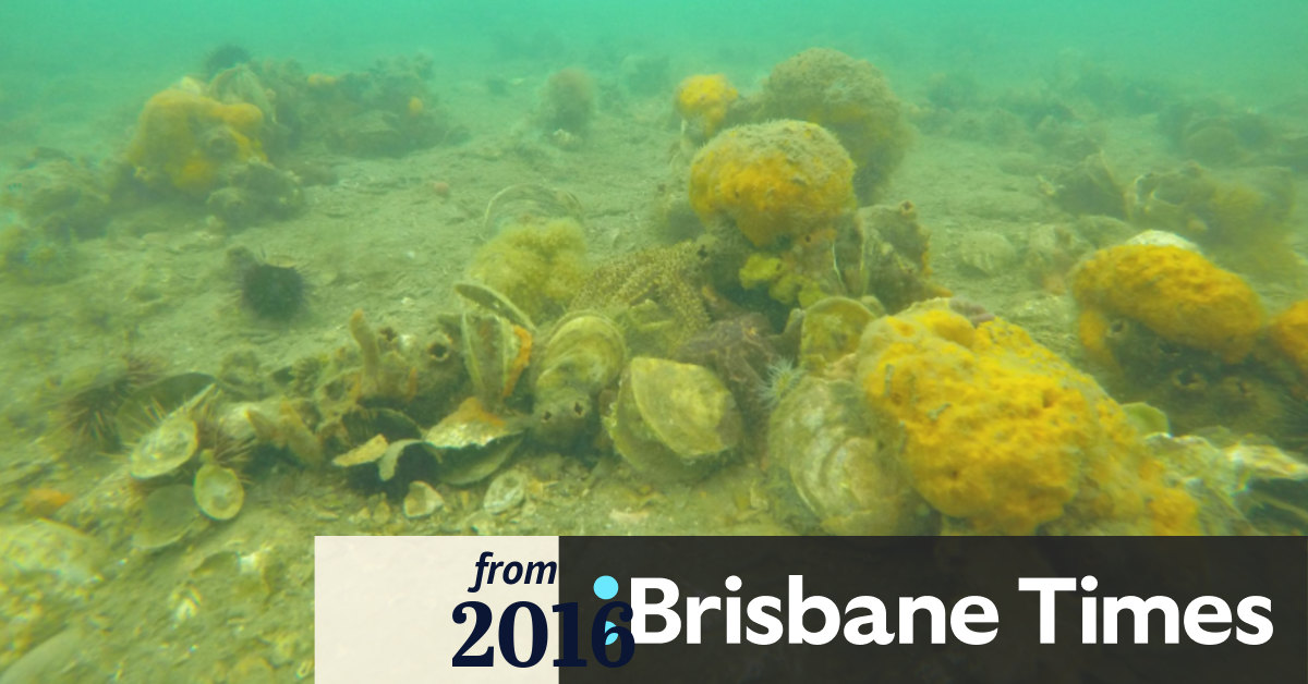 Only 1 per cent of Australia's shellfish reefs remain