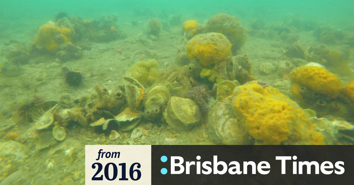 Only 1 per cent of Australia's shellfish reefs remain