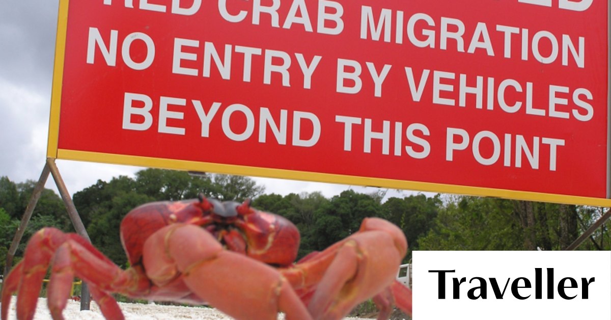 Annual red crab migration, Christmas Island, 2021: Millions of crabs ...