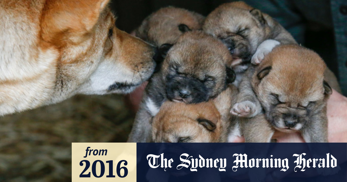 The Dingo Debate by Bradley Smith: man's best friend?