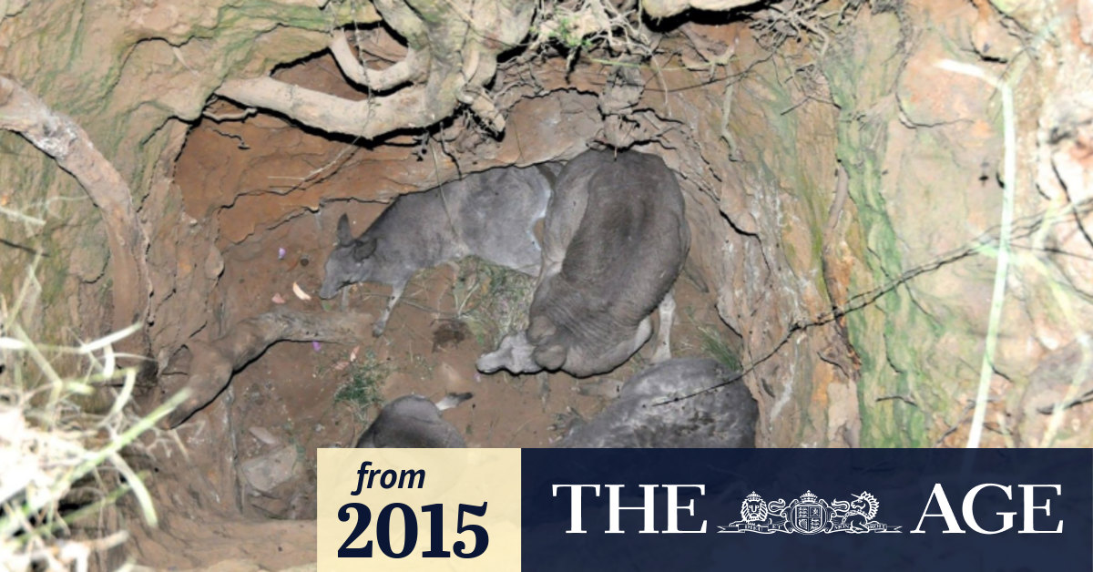 Four kangaroos rescued after falling down mine shaft in Trentham