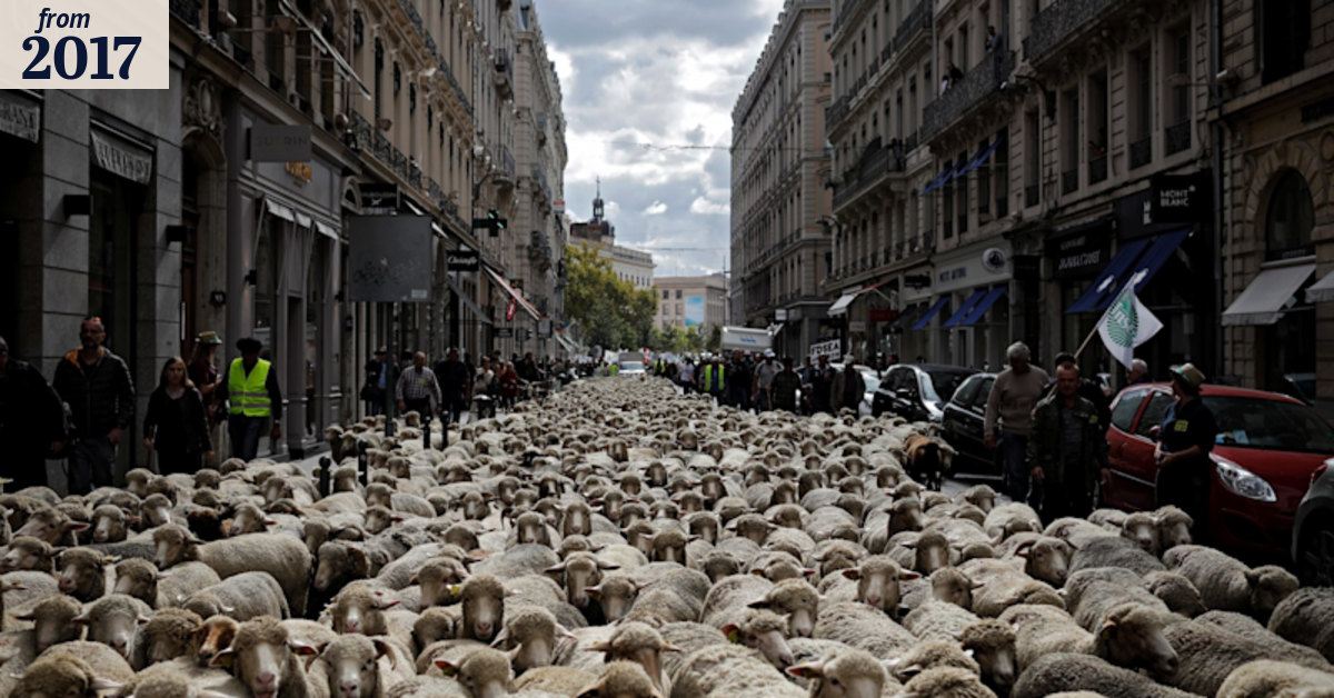 French sheep farmers protest against protection of wolves