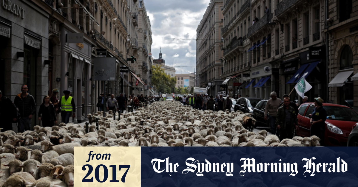 French sheep farmers protest against protection of wolves