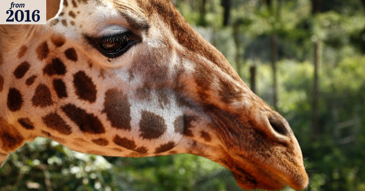 'Silent extinction': Giraffes listed as a vulnerable species as ...