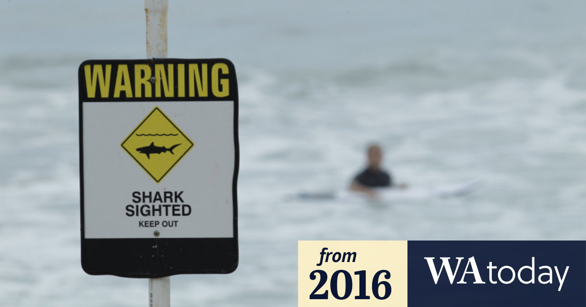 Shark sighting forces swimmers out of the water at Trigg Beach