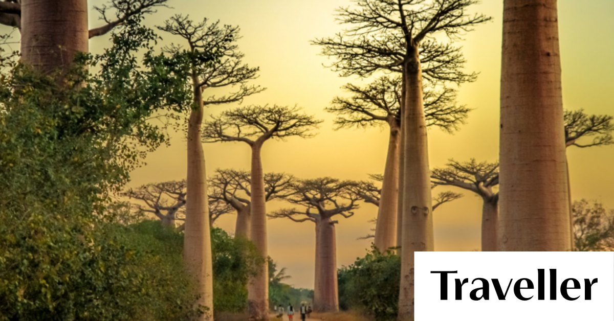 Madagascar's Kirindy Forest Reserve delivers David Attenborough moments