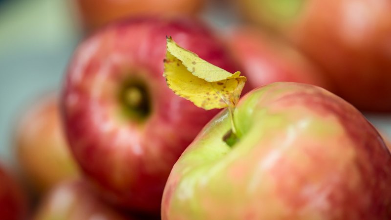 Climate change to affect how and where fruit is grown