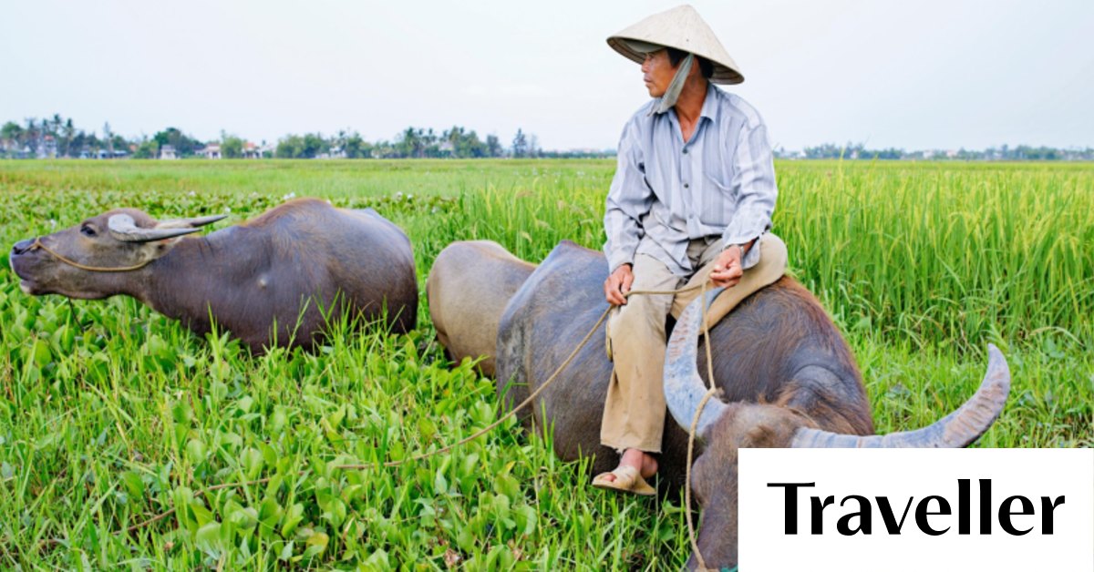Wet rice farm tour, Hoi An: Visiting Vietnam's rice fields