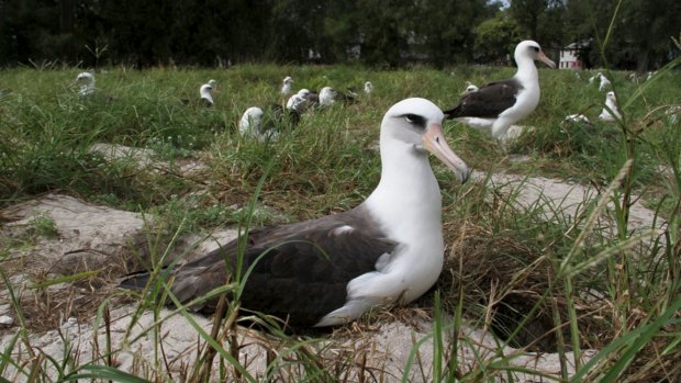 First banded in 1956, Wisdom the albatross is about to lay another egg