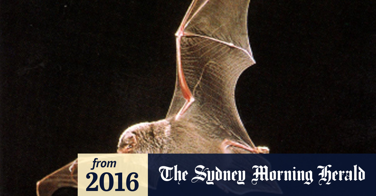 Scientists investigate the weird genetics of bat wings