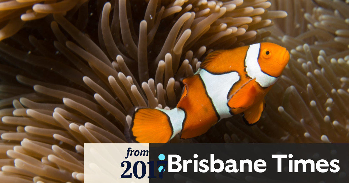 Researchers follow movement of baby reef fish to design marine reserve ...