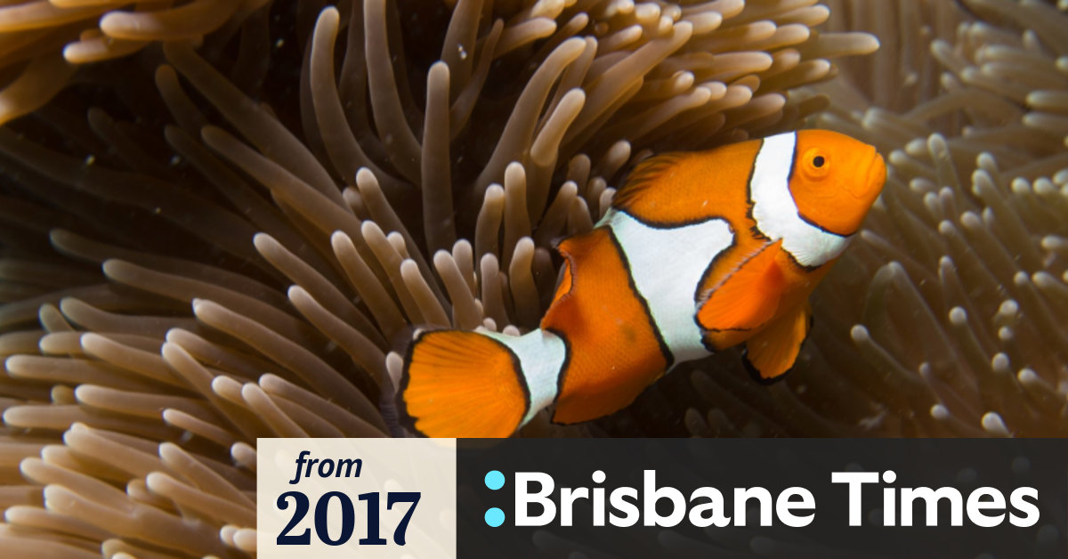 Researchers follow movement of baby reef fish to design marine reserve ...