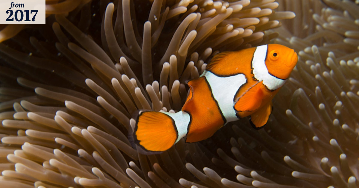 Researchers follow movement of baby reef fish to design marine reserve ...