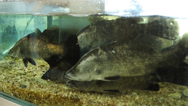 Scientists grow barramundi faster and cheaper