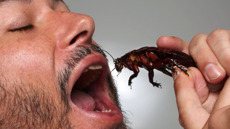 Fancy a cockroach canape? Australian Museum tempts visitors with ...