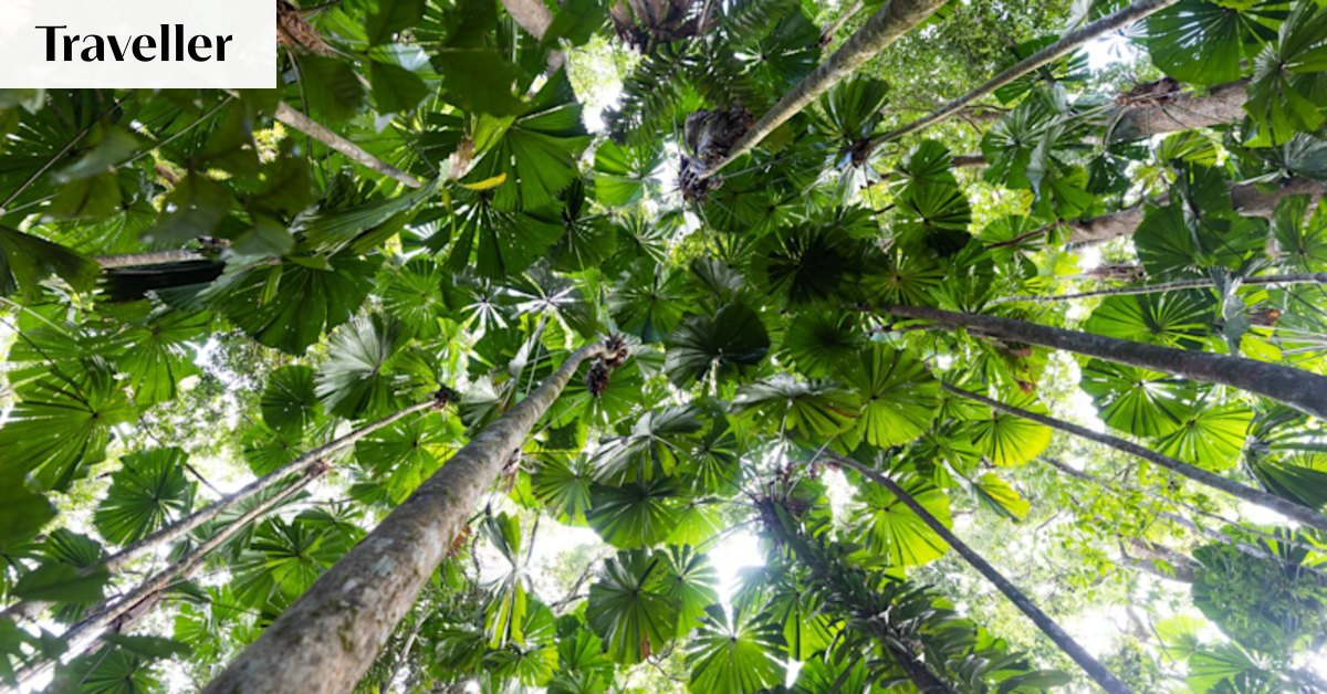 Daintree rainforest wildlife: Pythons a problem without their natural ...