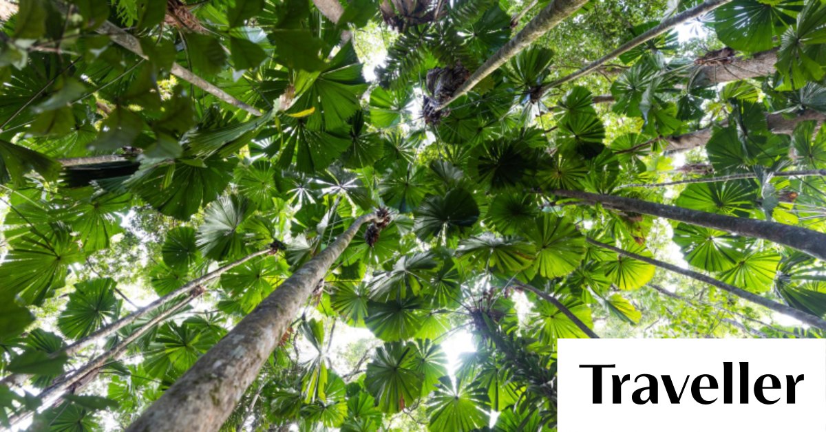 Daintree rainforest wildlife: Pythons a problem without their natural ...