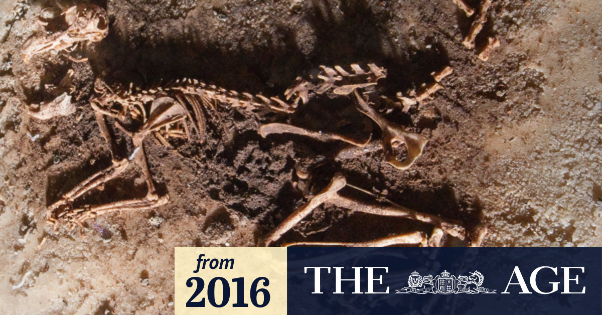 White-footed Rabbit Rat fossil identified in East Gippsland cave