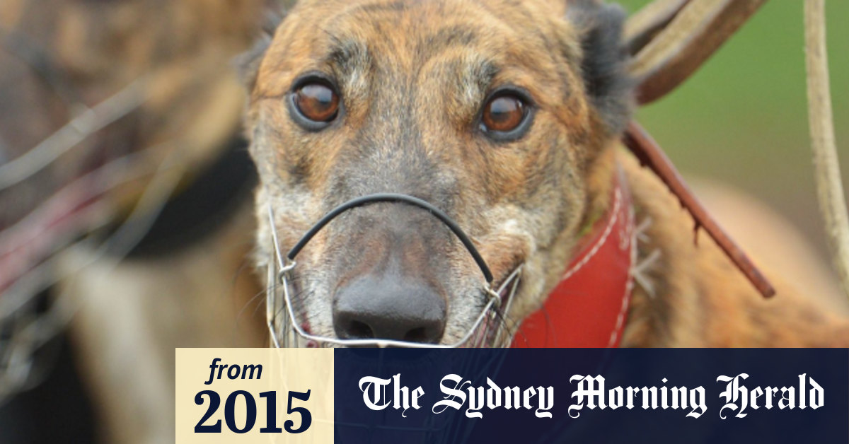 Special commission to investigate greyhound racing