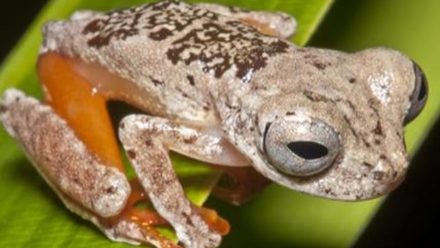 Vocal frog species named after Ozzy Osbourne