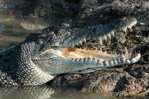 Find My Croc: Reptile tracker shows mid-sized crocs travel most
