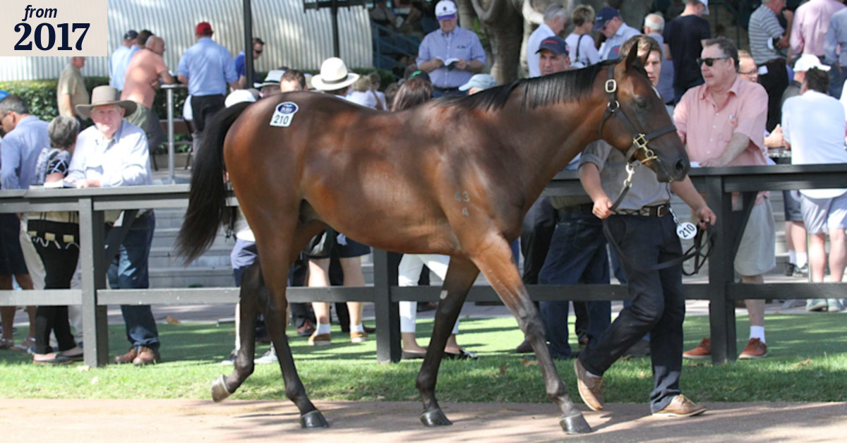 Guy Mulcaster's spec buy now ready to tangle in big mile races