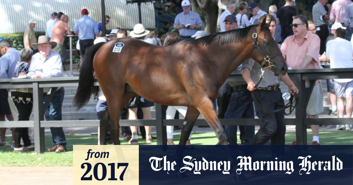 Guy Mulcaster's spec buy now ready to tangle in big mile races