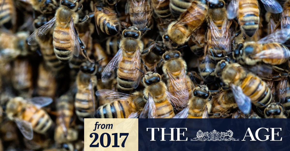 Bee stings almost as deadly as snake bites, study reveals