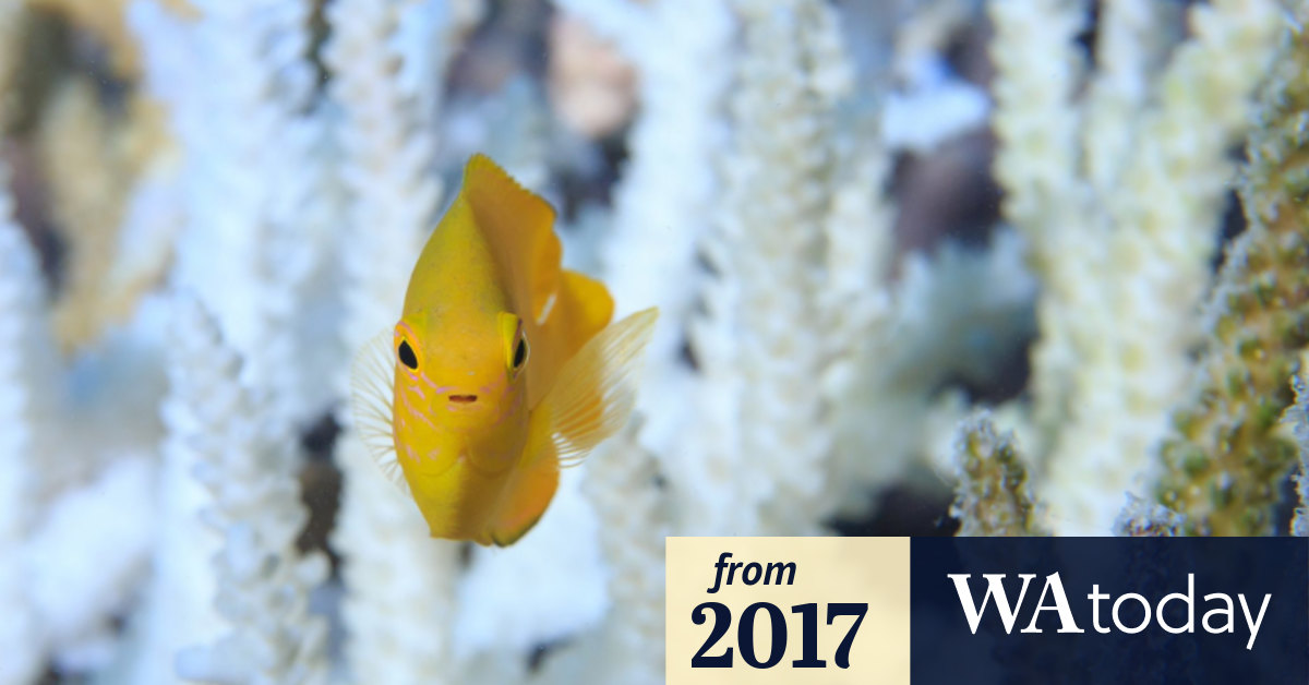 Coral bleaching damages more WA reefs