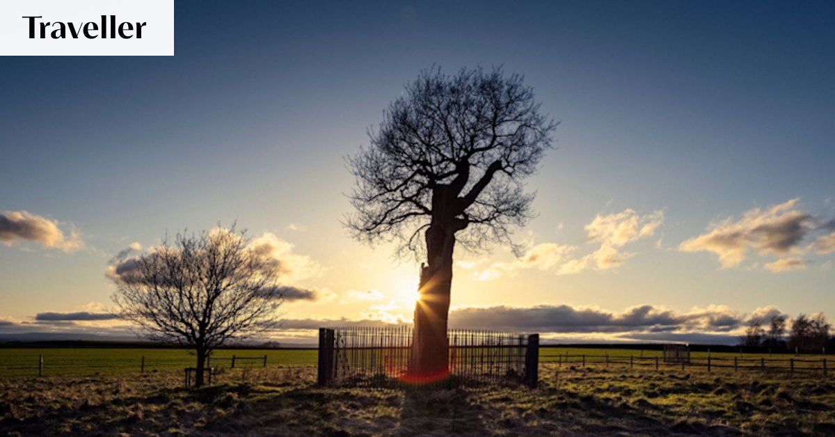 Royal Oak tree, Boscobel House, England: Why so many pubs are called ...