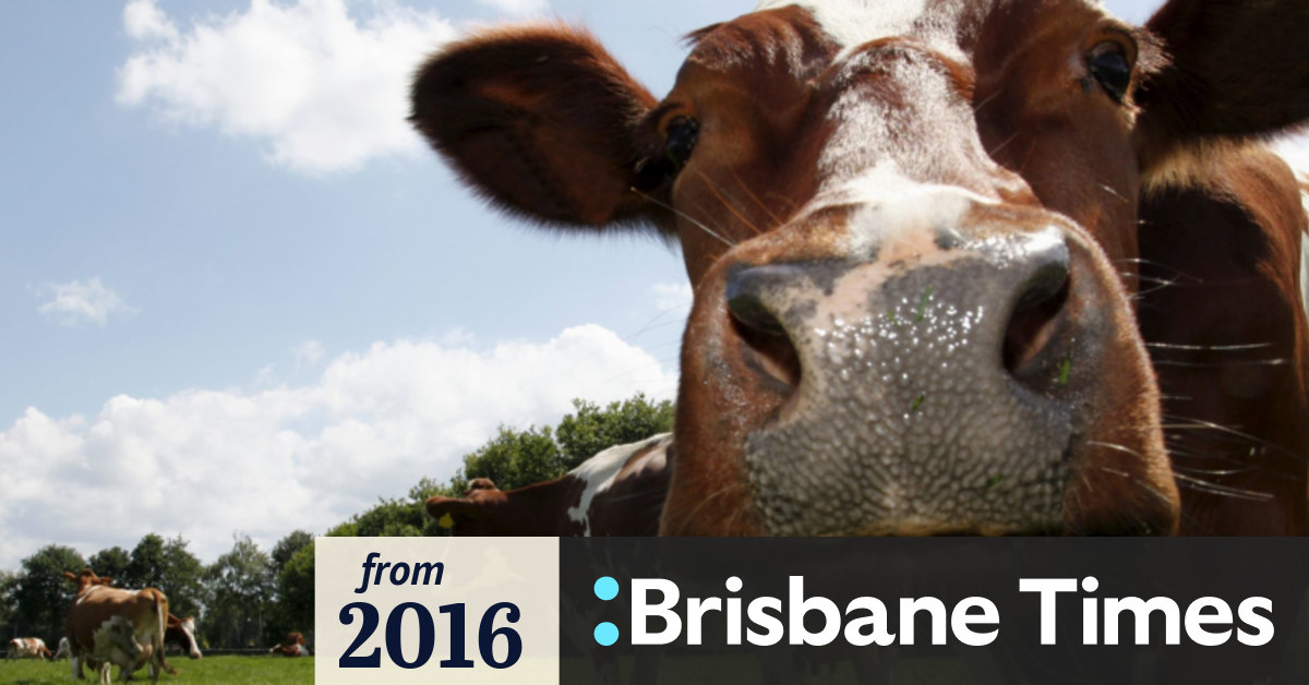 Oakey Beef rail upgrade a boon for beef
