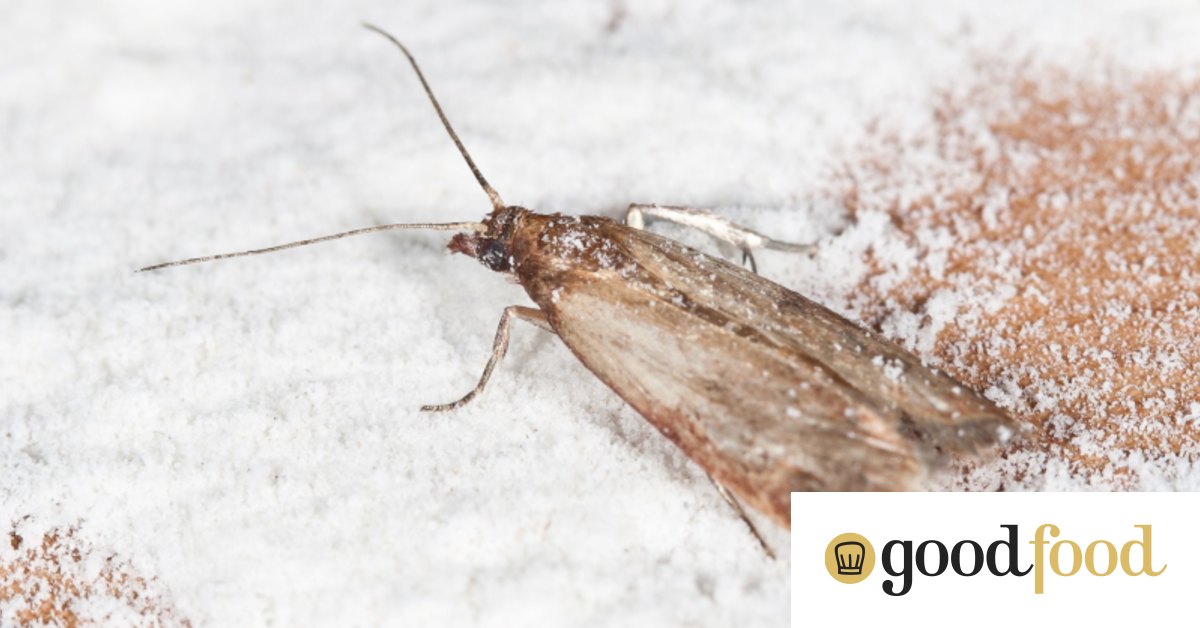 How to get rid of pantry moths (and what happens if you accidentally ...