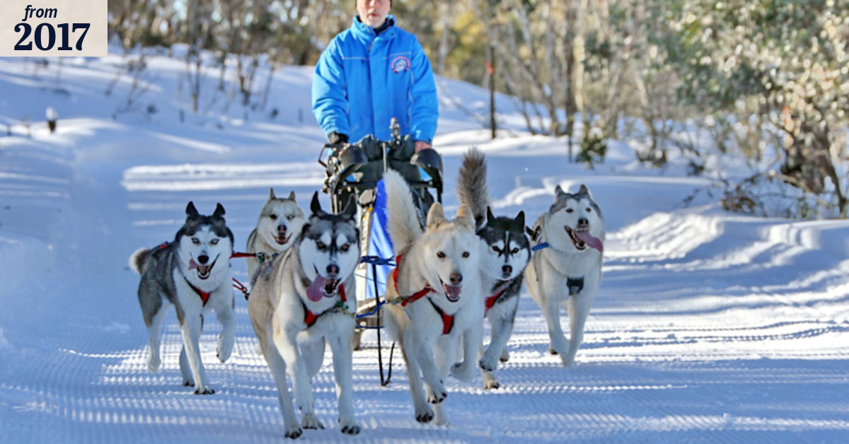 Victorian snow is the coolest for hot huskies from Perth