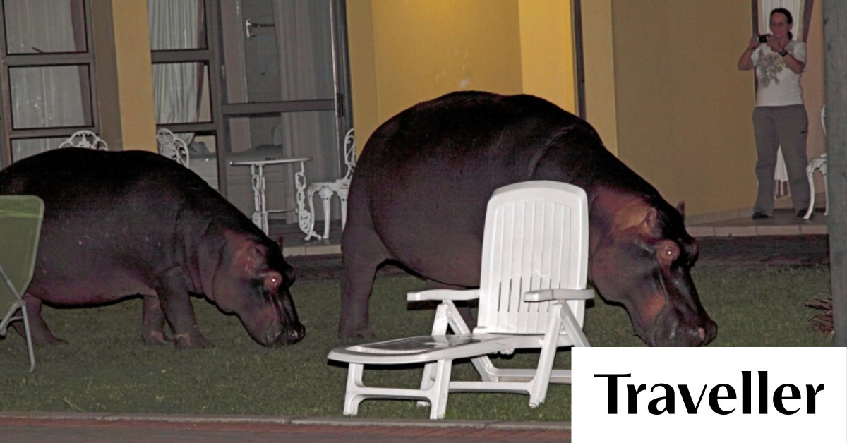 Gone wild: 10 towns that have been overrun by animals