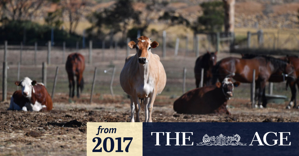 Radioactive cow site no cause for alarm, says state government