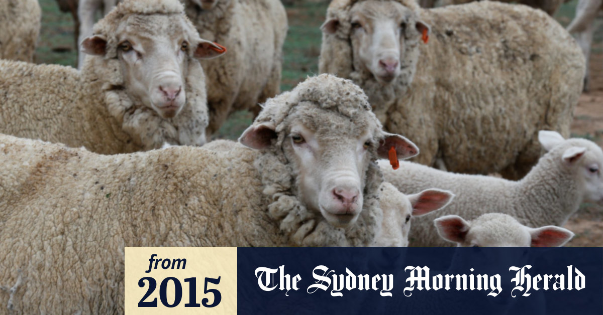 New footage of cruelty to Australian sheep in Middle East triggers ...