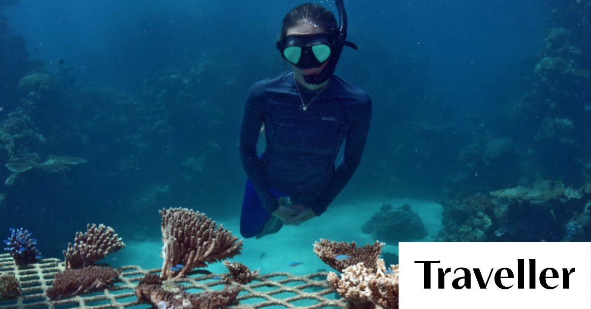 Coral recovery at the Great Barrier Reef: Tour operators doing their bit