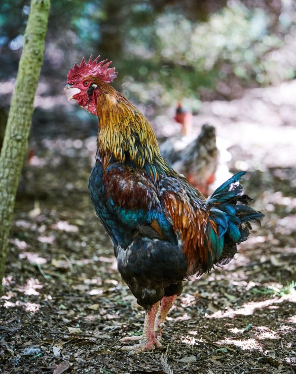 Worrying sign for artisan producers: Milking Yard chooks and Shaw River ...