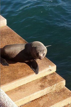 Seal spotted at Sydney Opera House