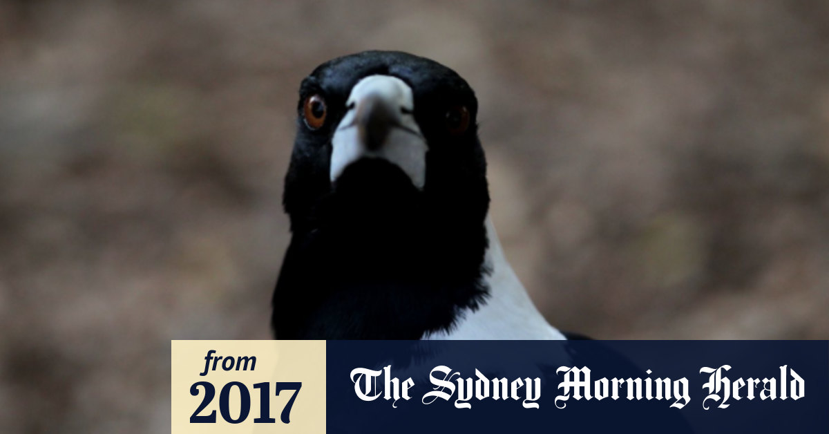 Magpie swooping season
