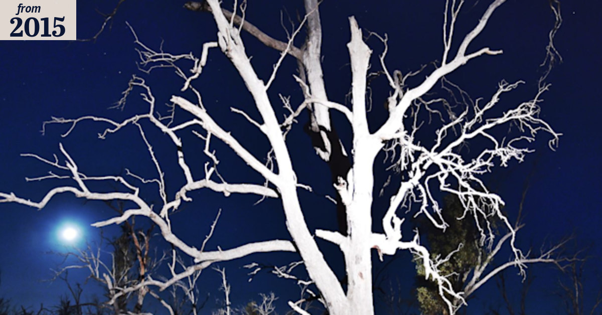 Dead and dying: the slow demise of river red gums in the Macquarie Marshes